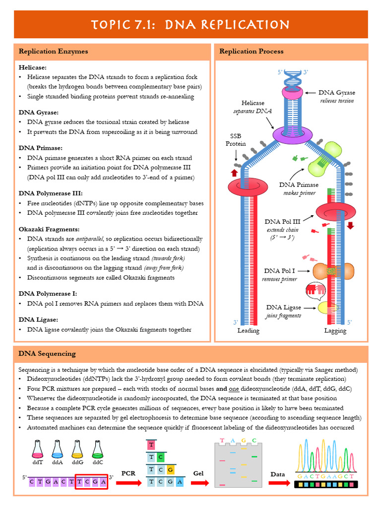 7.1 DNA Replication | PDF | Dna Replication | Primer (Molecular Biology)