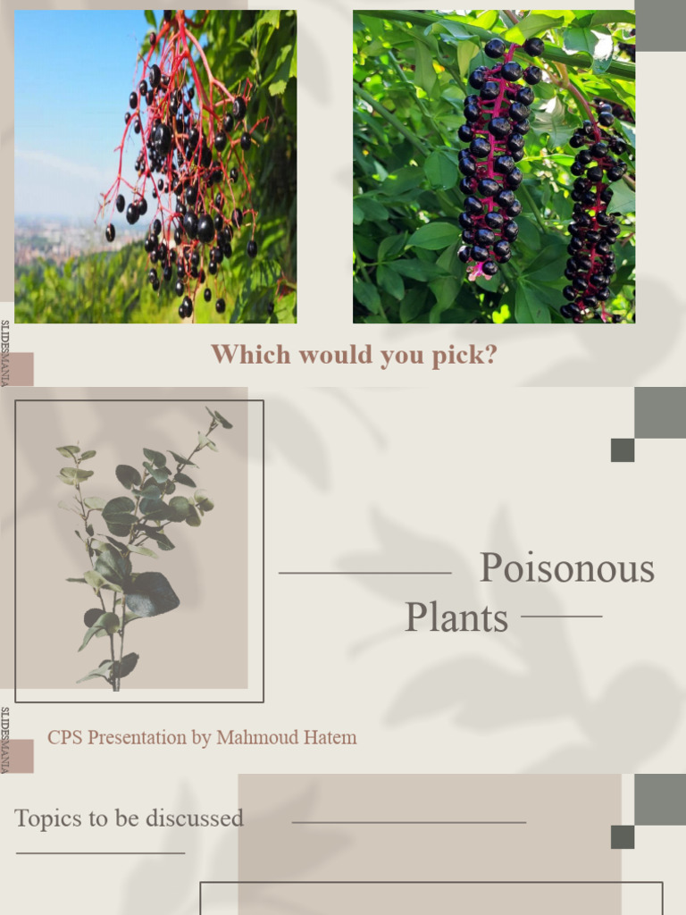 Paper About Poisonous Plants | PDF | Poison | Toxicity