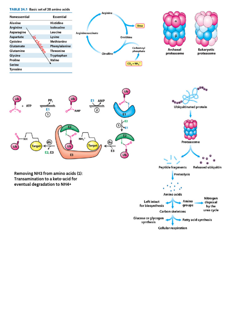 Biochemistry - Final Exam Preparation | PDF | Biosynthesis | Molecular ...