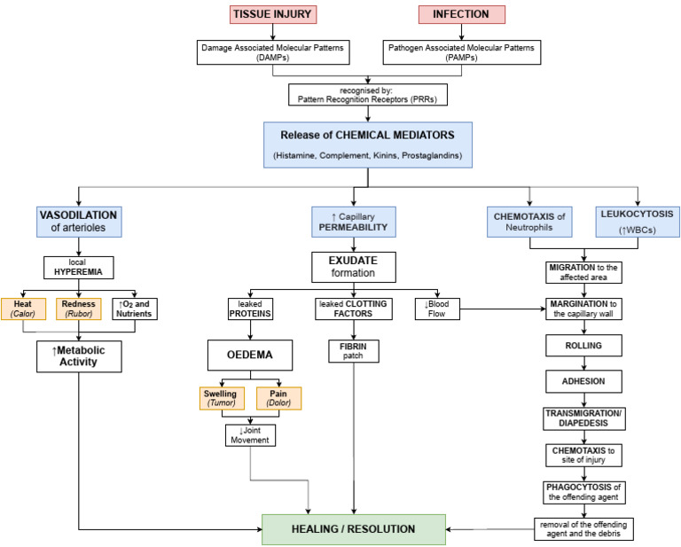 Events_in_Acute_Inflammation flowchart | PDF | Inflammation | Medicine