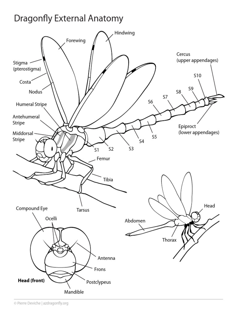 Dragonfly Anatomy Guide | PDF