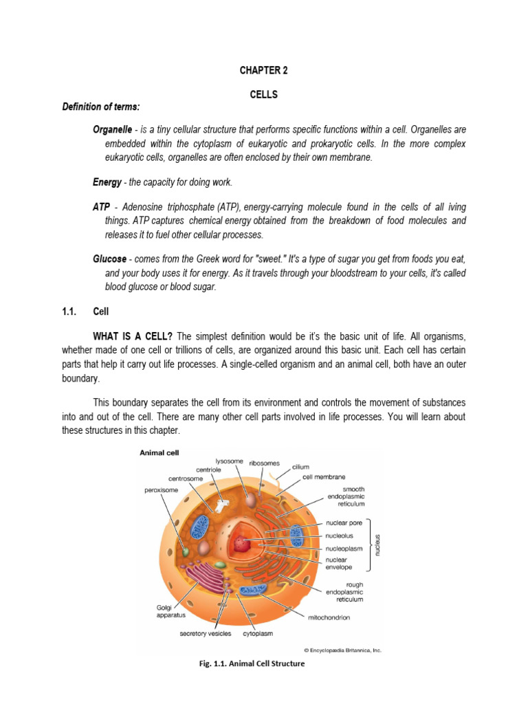 CHAPTER 2 BOTANY | PDF | Cell (Biology) | Mitosis