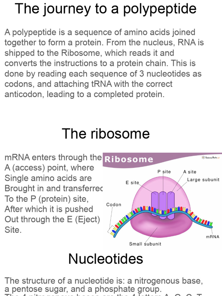 As A Level Biology | PDF | Nucleotides | Dna
