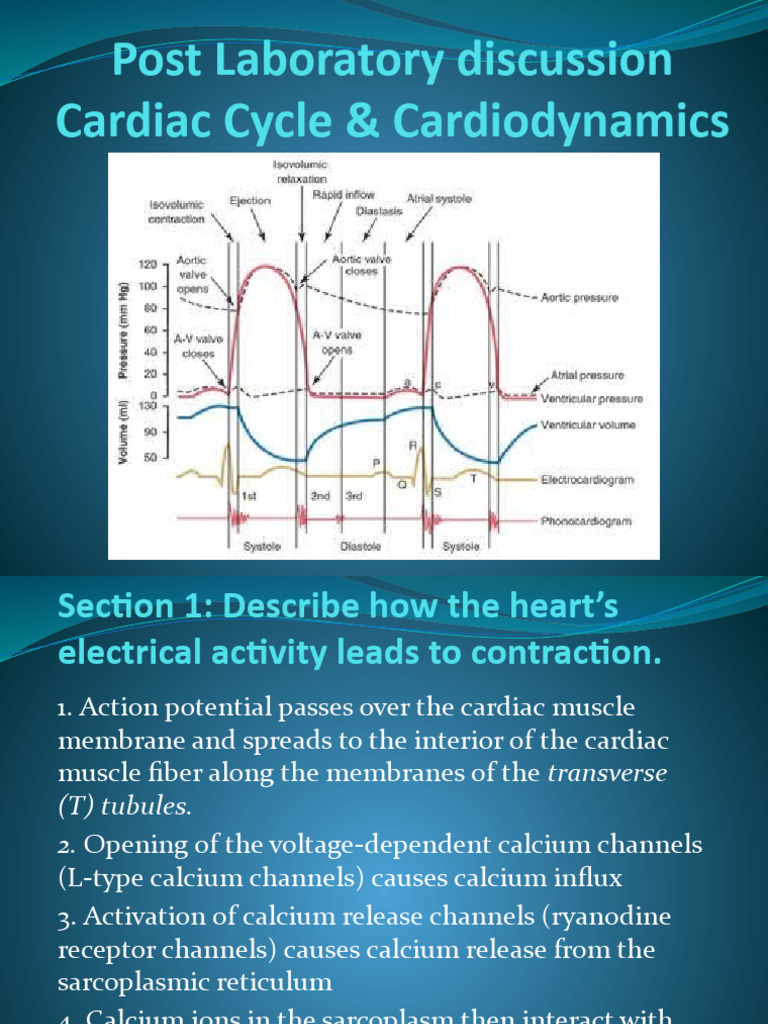 Cardiac Cycle Cardiodynamics | PDF | Heart Valve | Diastole