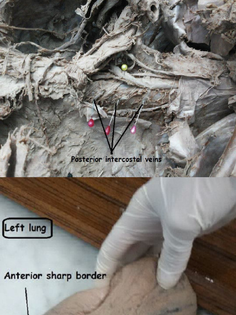 Practical Anatomy | PDF