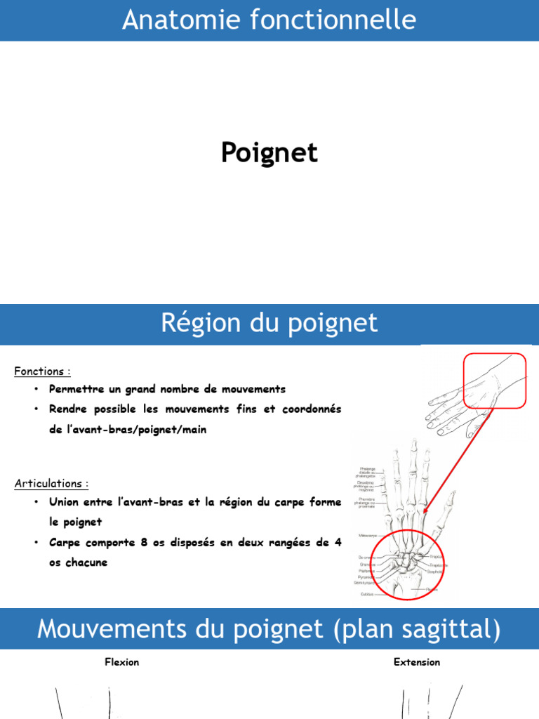 Anatomie fonctionnelle du poignet | PDF | Main | Articulation (anatomie)