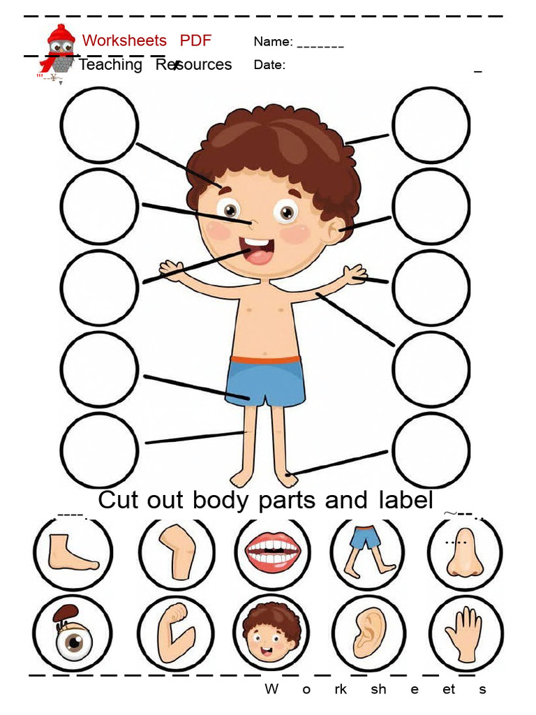 Cut Out Body Parts | PDF | Teaching Methods & Materials | Computers