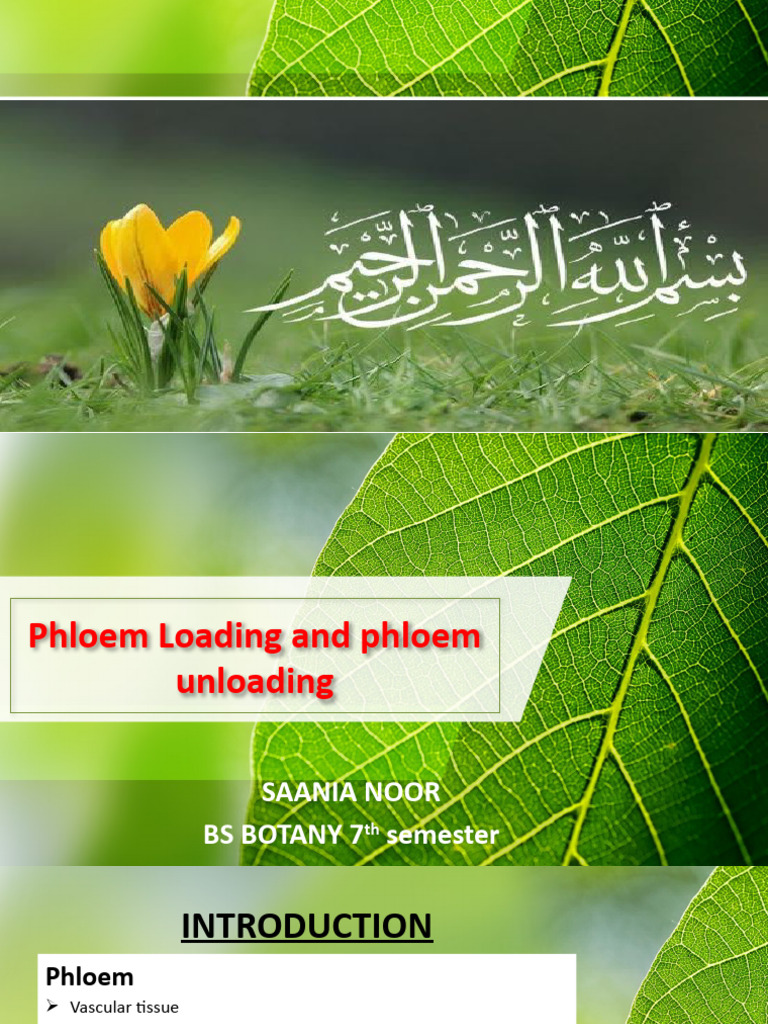 Phloem Loading - Saania Noor - 073405 | PDF | Plant Morphology | Anatomy
