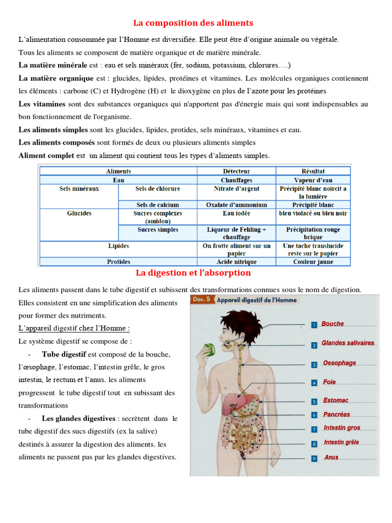 La Digestion Et Labsorption 2019 | PDF