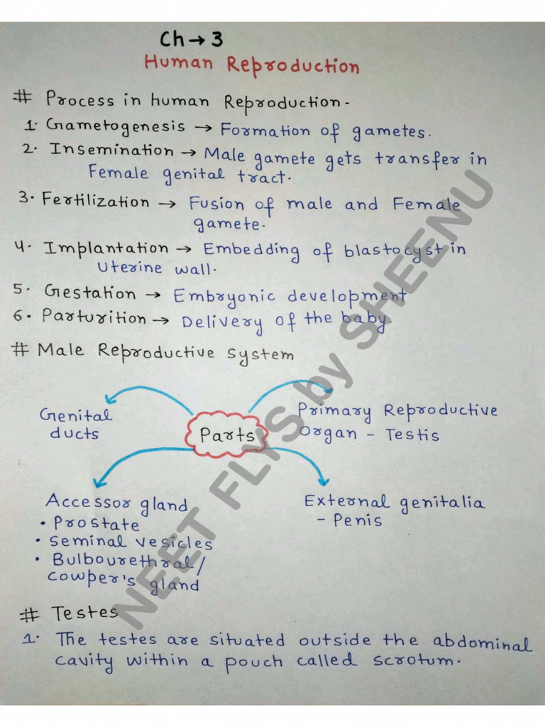 Human Reproduction | PDF