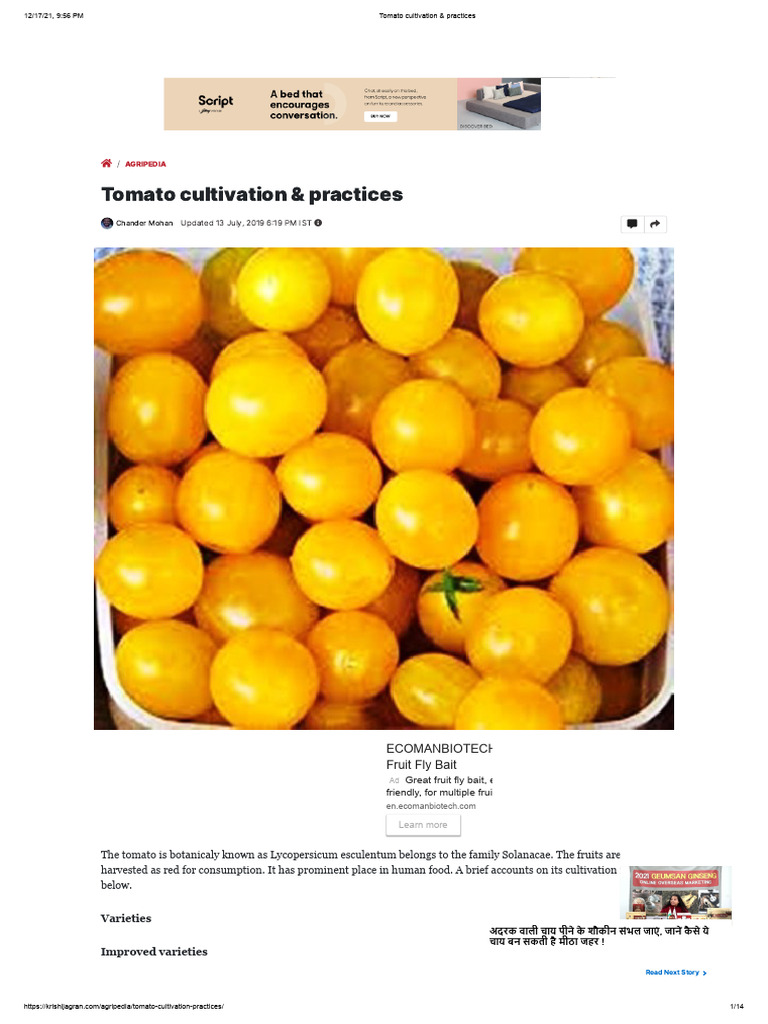 Tomato cultivation & practices | PDF | Soil | Agriculture