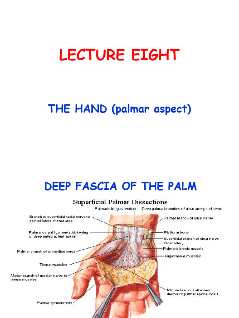 Lecture Eight | PDF | Hand | Human Anatomy