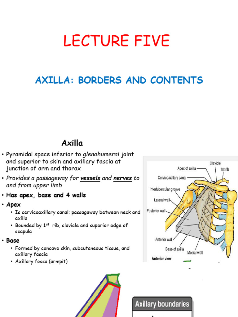 Lecture Five | PDF | Arm | Human Anatomy