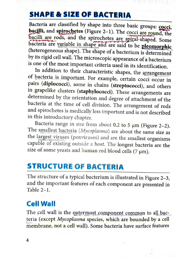 Microbiology_Structure of Bacteria | PDF