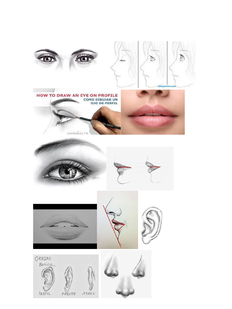 Partes Del Rostro | PDF