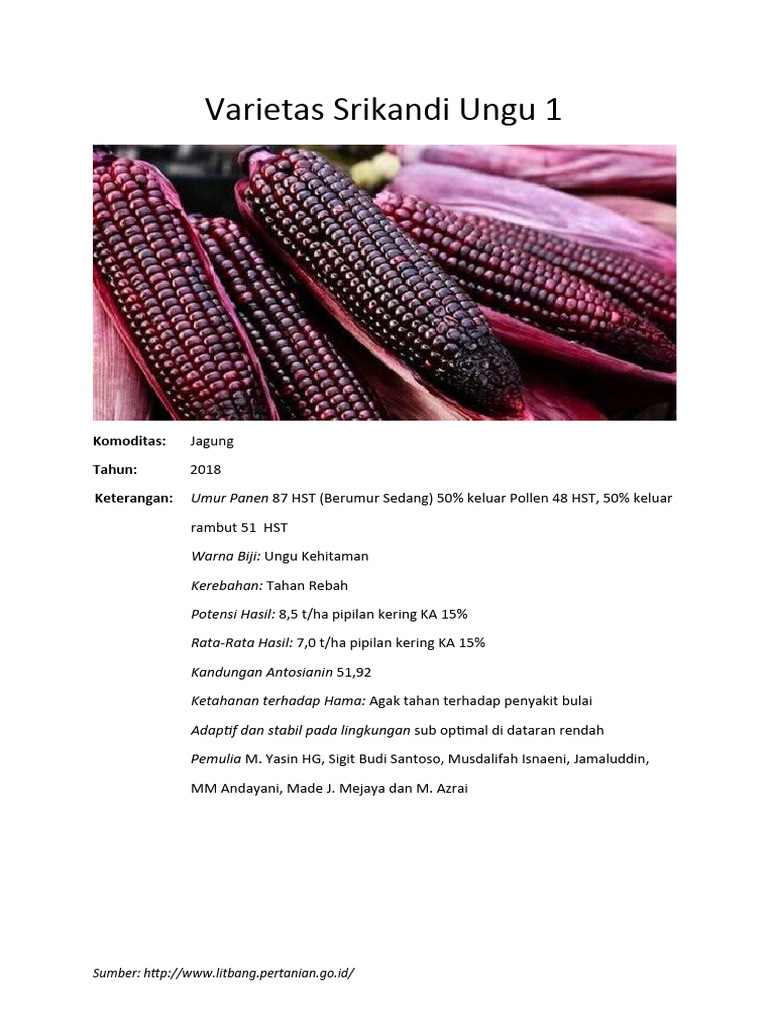 Kelas 9 Contoh Varietas - Varietas Jagung Srikandi Ungu | PDF