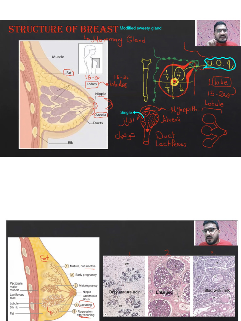 Patho by DR - Elnemr (RPR) | PDF | Anatomy | Women's Health