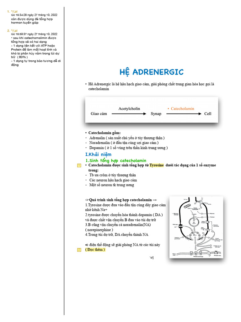 Hệ Adrenergic | PDF