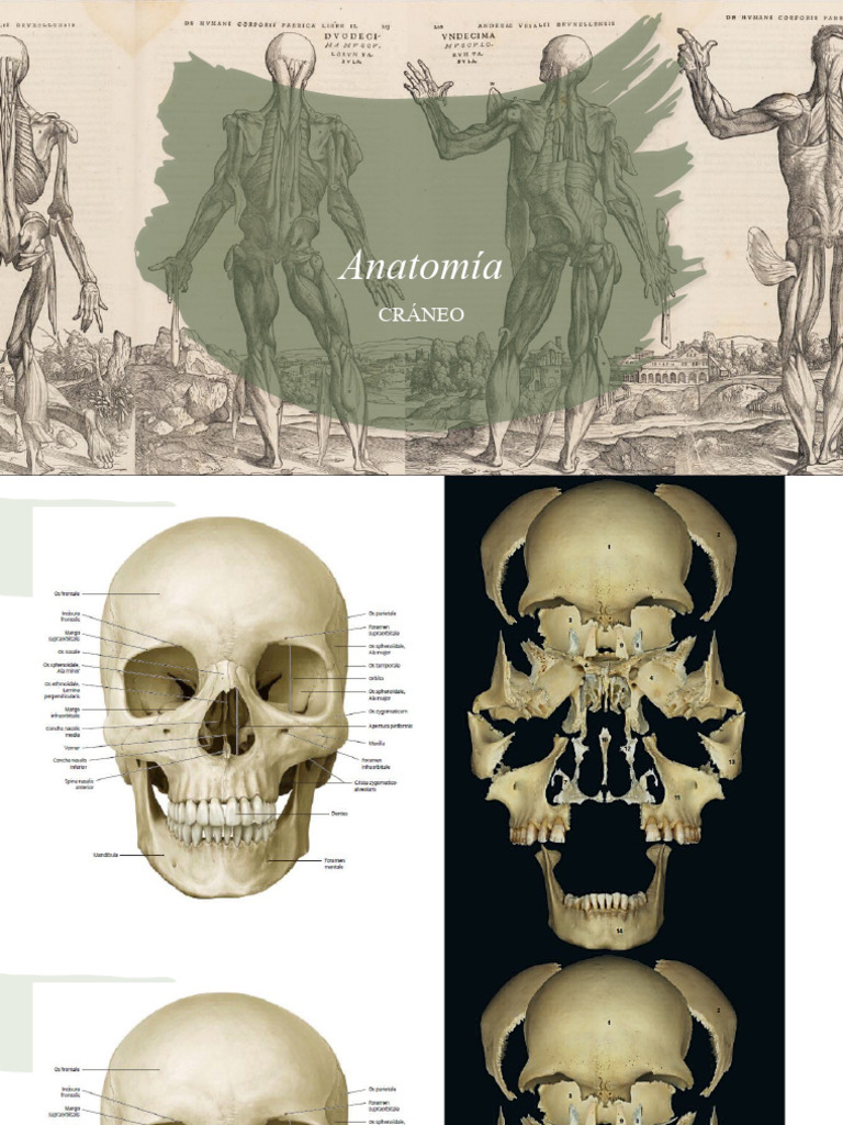 Anatomía de Craneo 2-0 | PDF | Cráneo | Sistema musculoesquelético