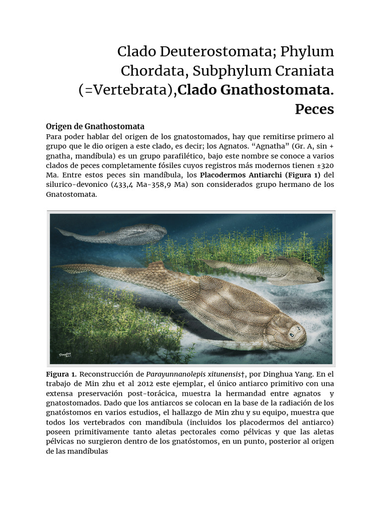 Resumen Peces de Zoología General | PDF | Pescado | Zoología