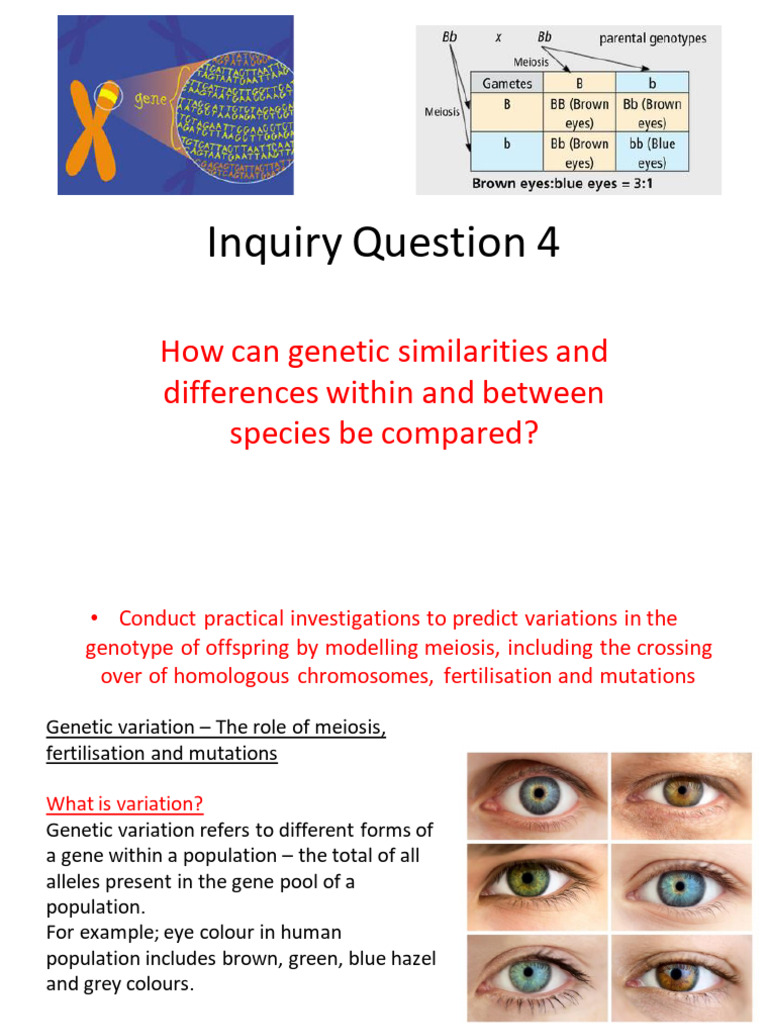2024 Module 5 Inquiry Question 4 | PDF | Dominance (Genetics) | Meiosis