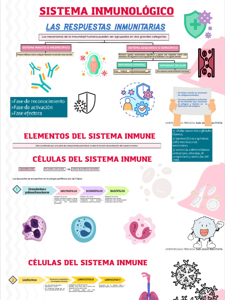 Esquema del Sistema Inmunológico | PDF | Sistema inmune | Linfocitos