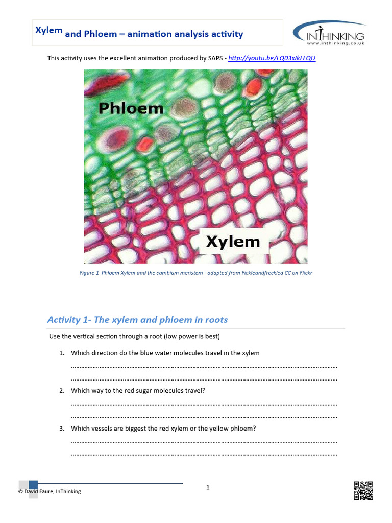 Xylem Phloem Analysis | PDF