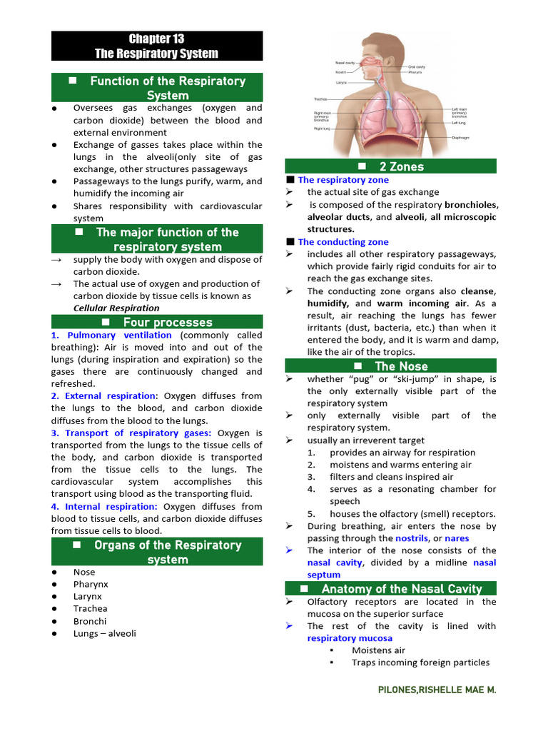 Respiratory System | PDF | Lung | Respiratory Tract