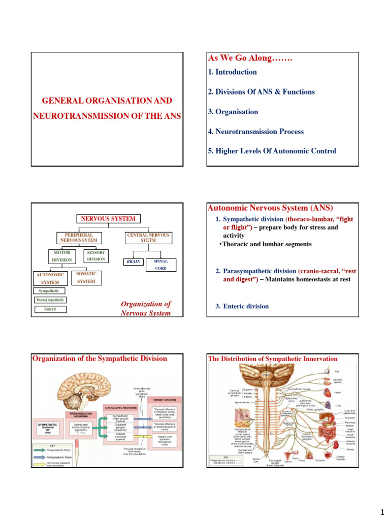 Introduction To Ans | PDF | Autonomic Nervous System | Acetylcholine