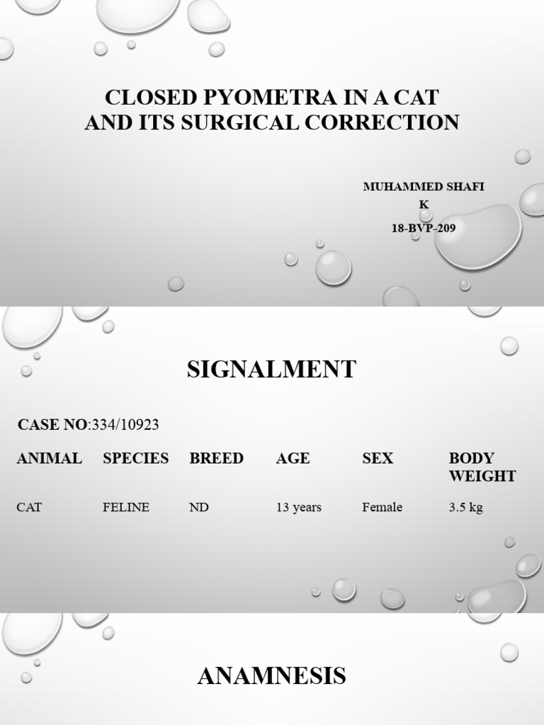 Pyometra in Cat | PDF | Neutering | Medical Specialties