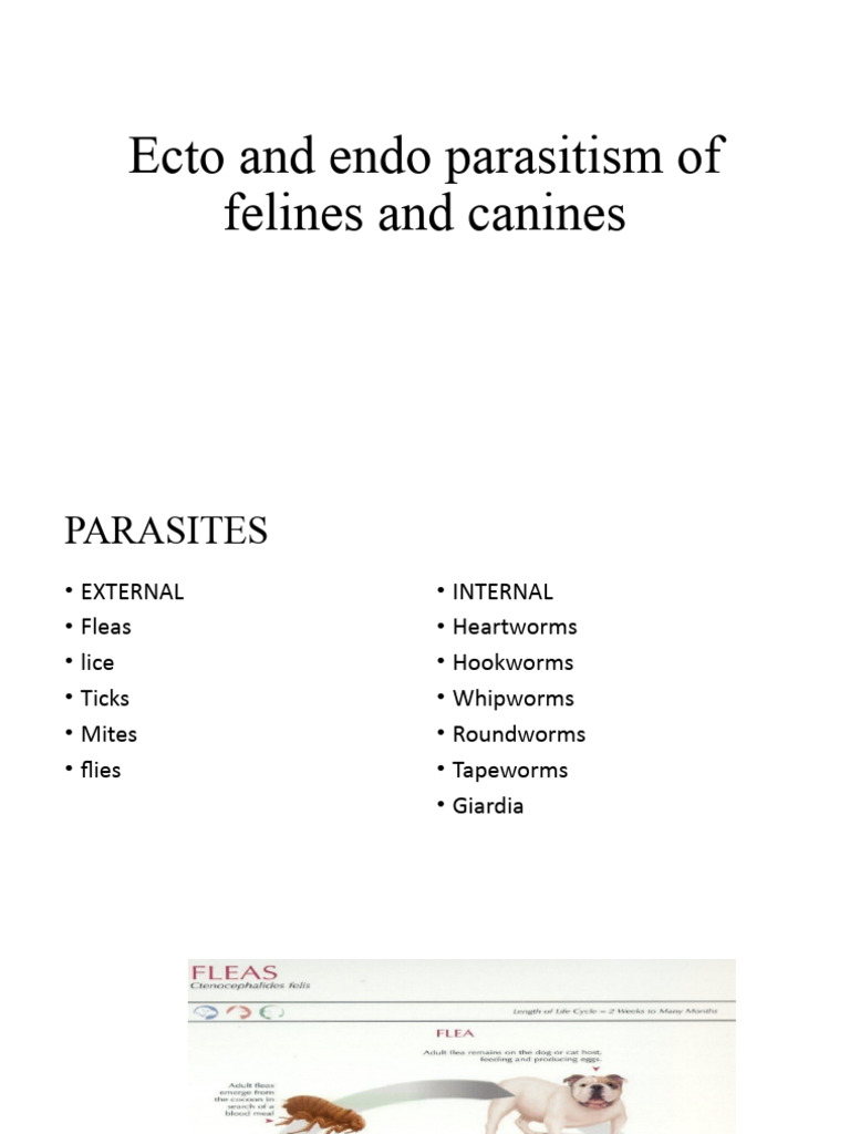 Ecto and Endo Parasitism of Felines and Canines | PDF
