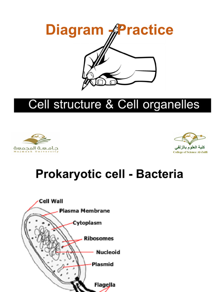 Cell Structure & Organelles Guide | PDF