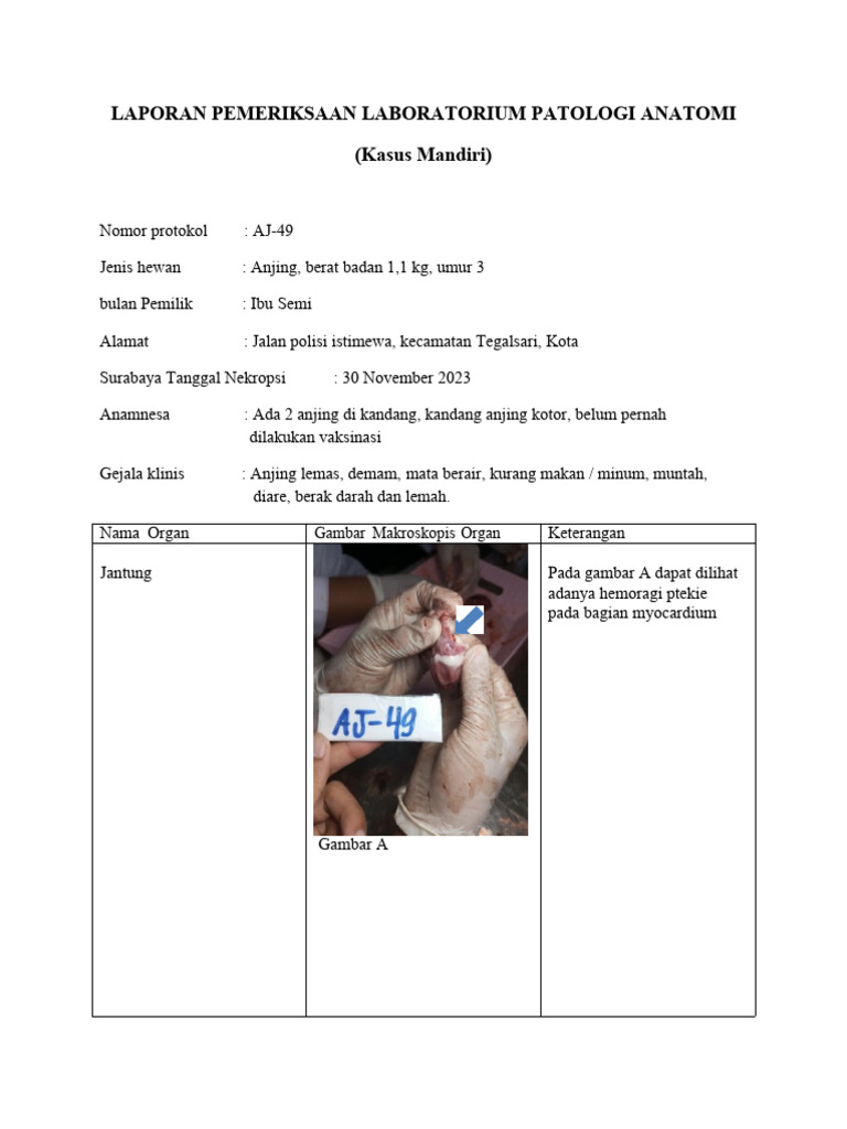 Laporan Pemeriksaan Laboratorium Patologi Anatomi | PDF