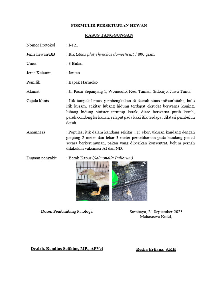 Diagnosa Salmonella Pullorum pada Itik | PDF