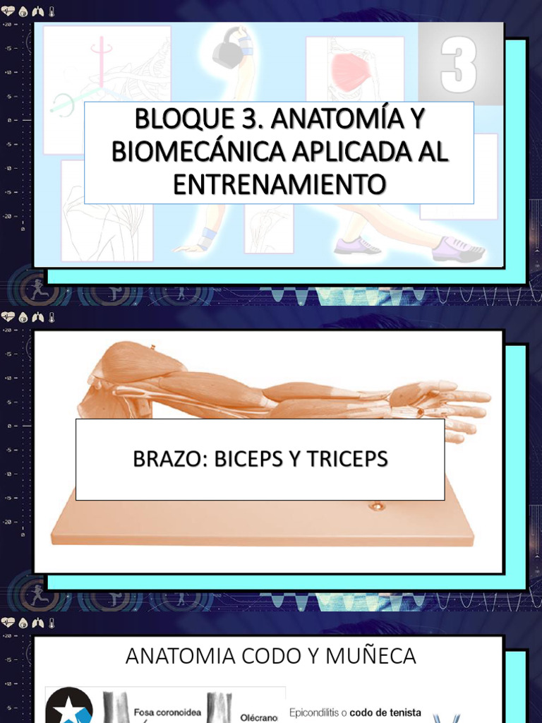 Brazo, Biceps y Triceps | Descargar gratis PDF | Codo | Anatomía