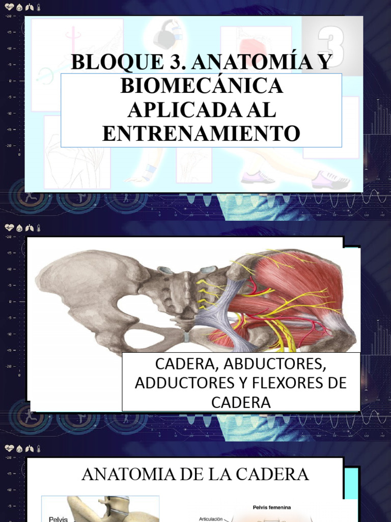 Cadera, Pelvis y Musculatura de La Cadera | PDF | Sistema ...