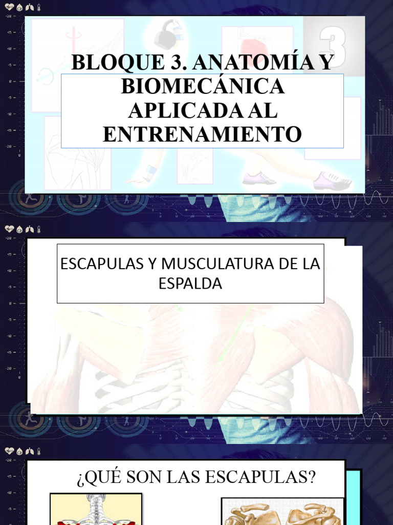 Escapulas y Musculatura de La Espalda | PDF | Hombro | Sistema ...
