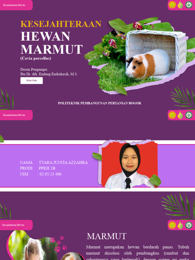 Kesejahteraan Hewan Marmut | PDF