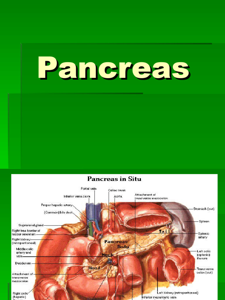 Pancreas | PDF | Pancreas | Insulin