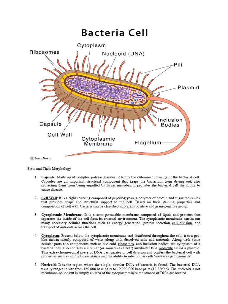 Bio Assignment 1 | PDF | Cell (Biology) | Cell Nucleus