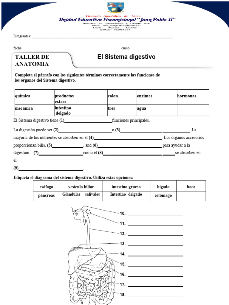 Taller de Anatomía del Sistema Digestivo | PDF | Digestión | Sistema ...