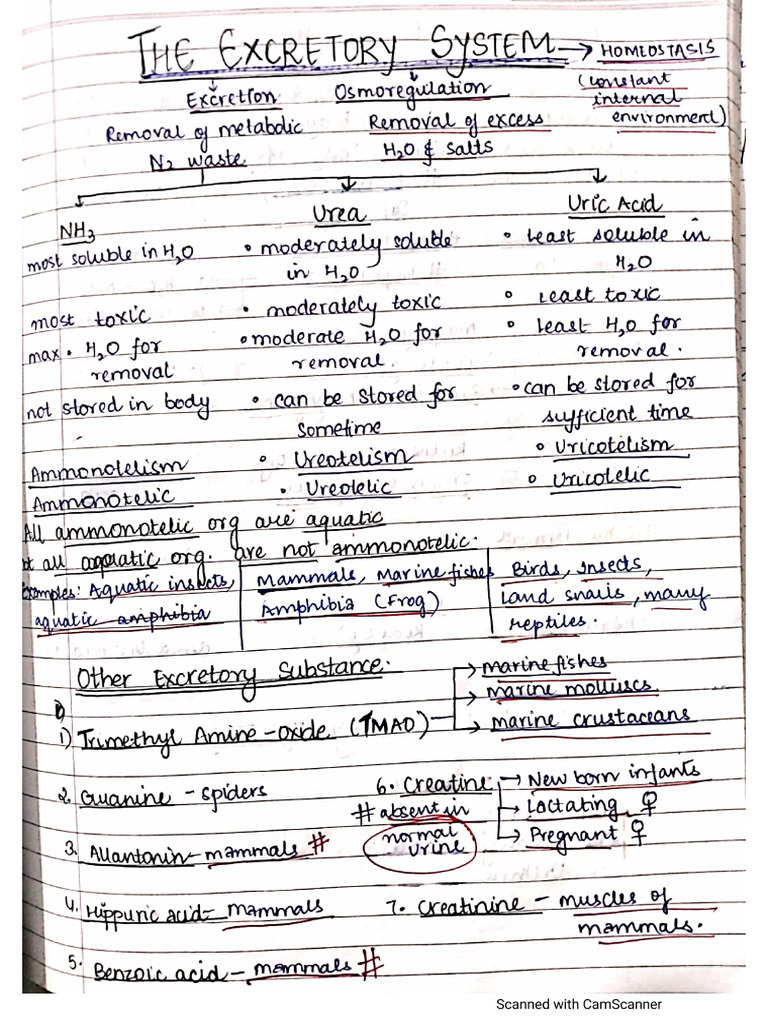 Excretory System Notes | PDF