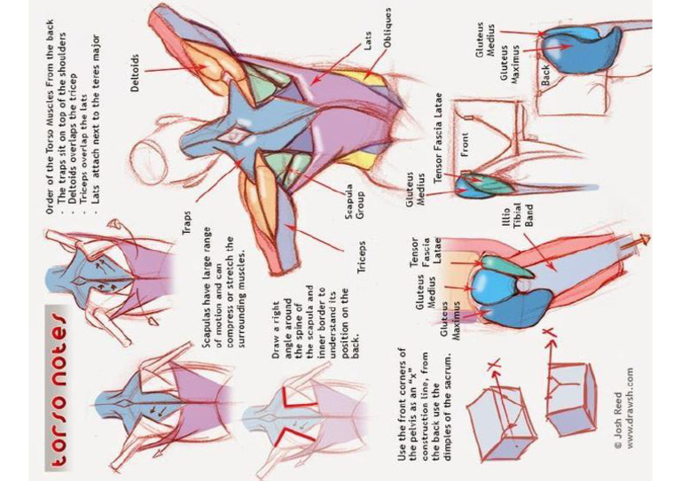 Torso | PDF