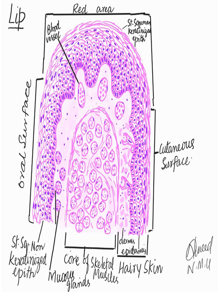 Histology Diagrams 2nd Year | PDF