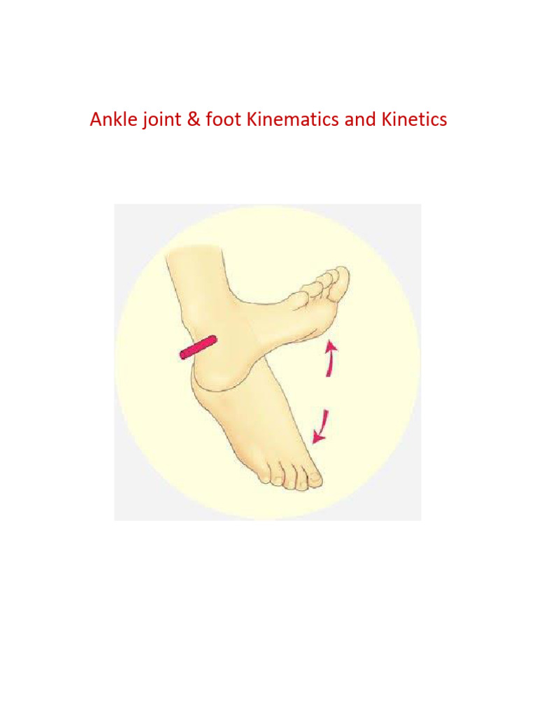 Ankle | PDF | Foot | Anatomical Terms Of Motion