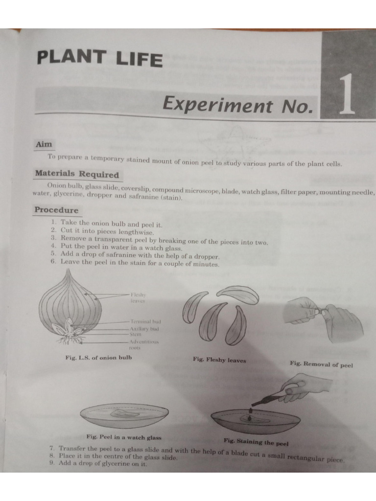 bio project example-Copy | PDF