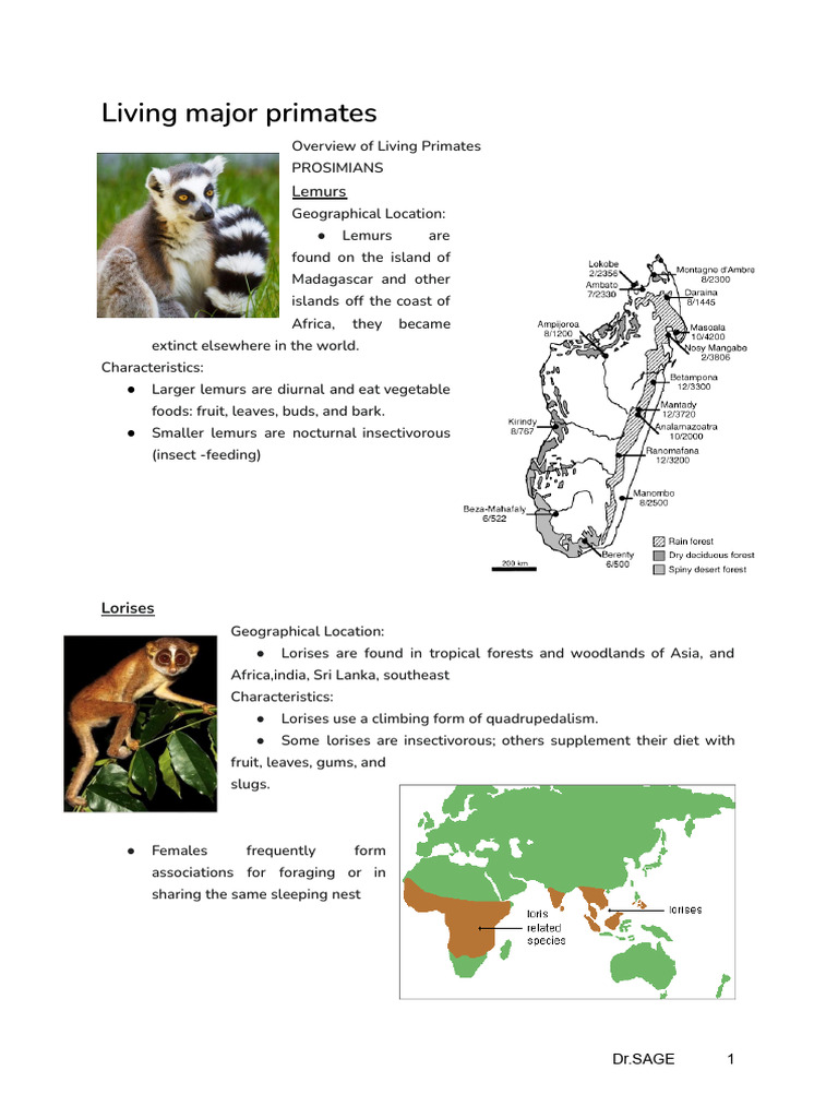 Living Major Primates | PDF