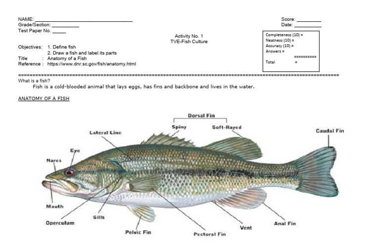 Activity 1 - Definition of Fish | PDF