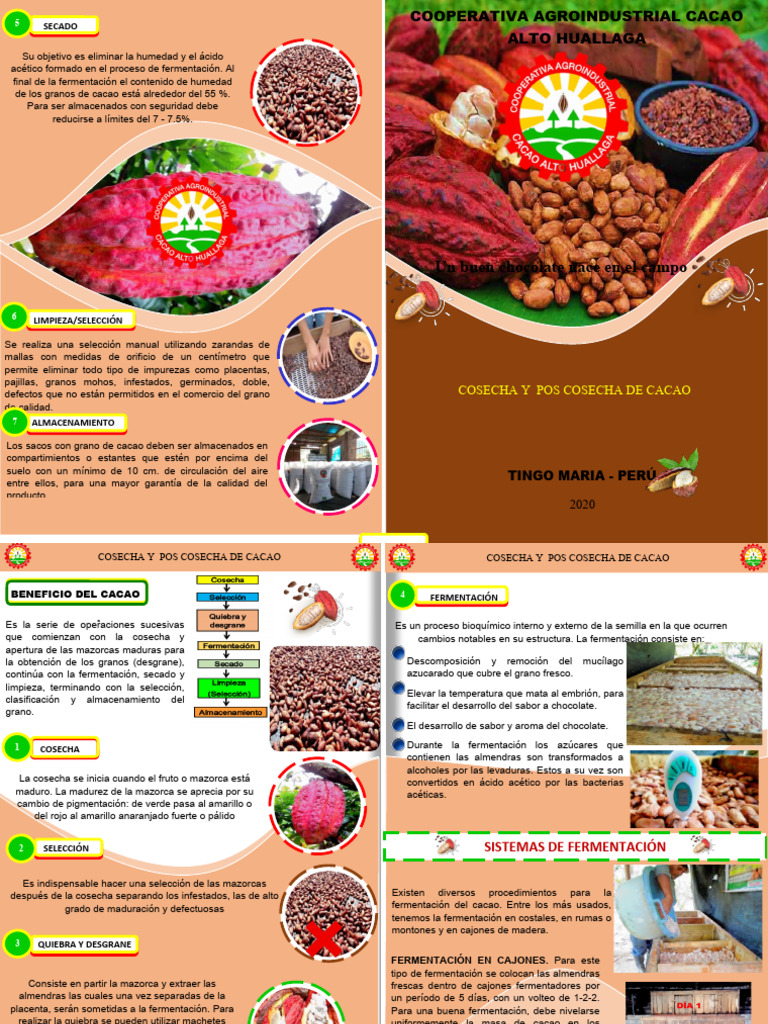 Cosecha y Fermentación del Cacao | PDF | Fermentación | Cosecha