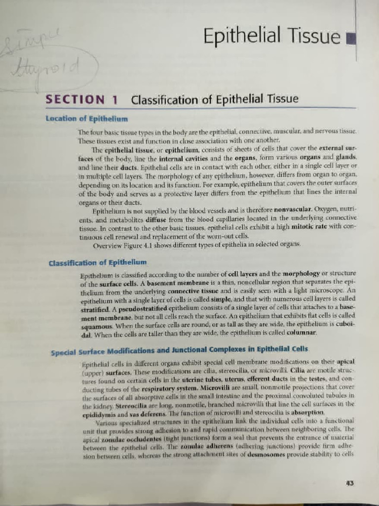 Epithelial Tissue | PDF | Epithelium | Small Intestine